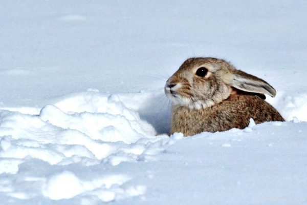 Central Colorado's Most Scenic Snowshoe Hikes | South Park National ...